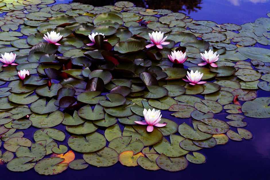 Floating Greenery: The Secret to a Stunning Pond – Pond Plants of America