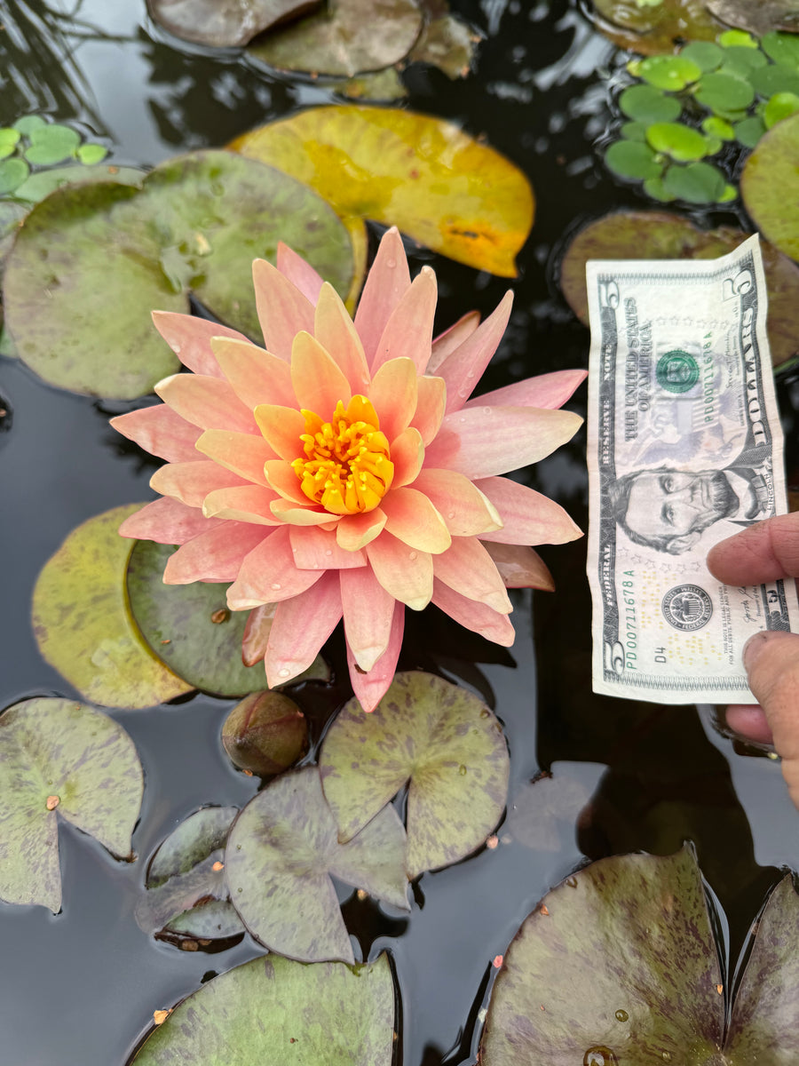 Sunny Pink Hardy Lily – Pond Plants of America