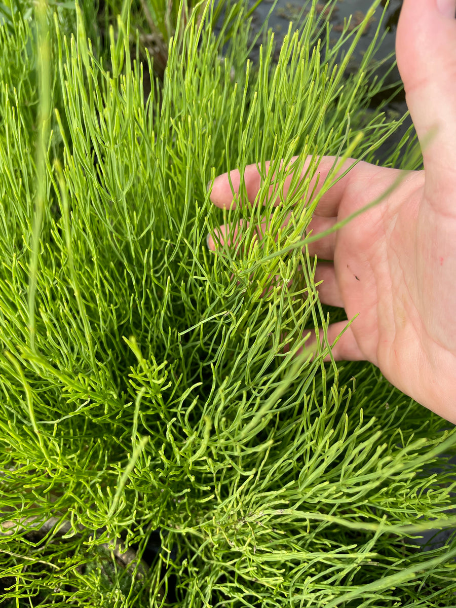 Equisetum scirpoides "Dwarf Horsetail" – Pond Plants of America
