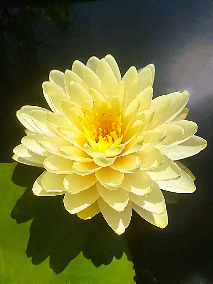 Lemon Meringue – Pond Plants of America