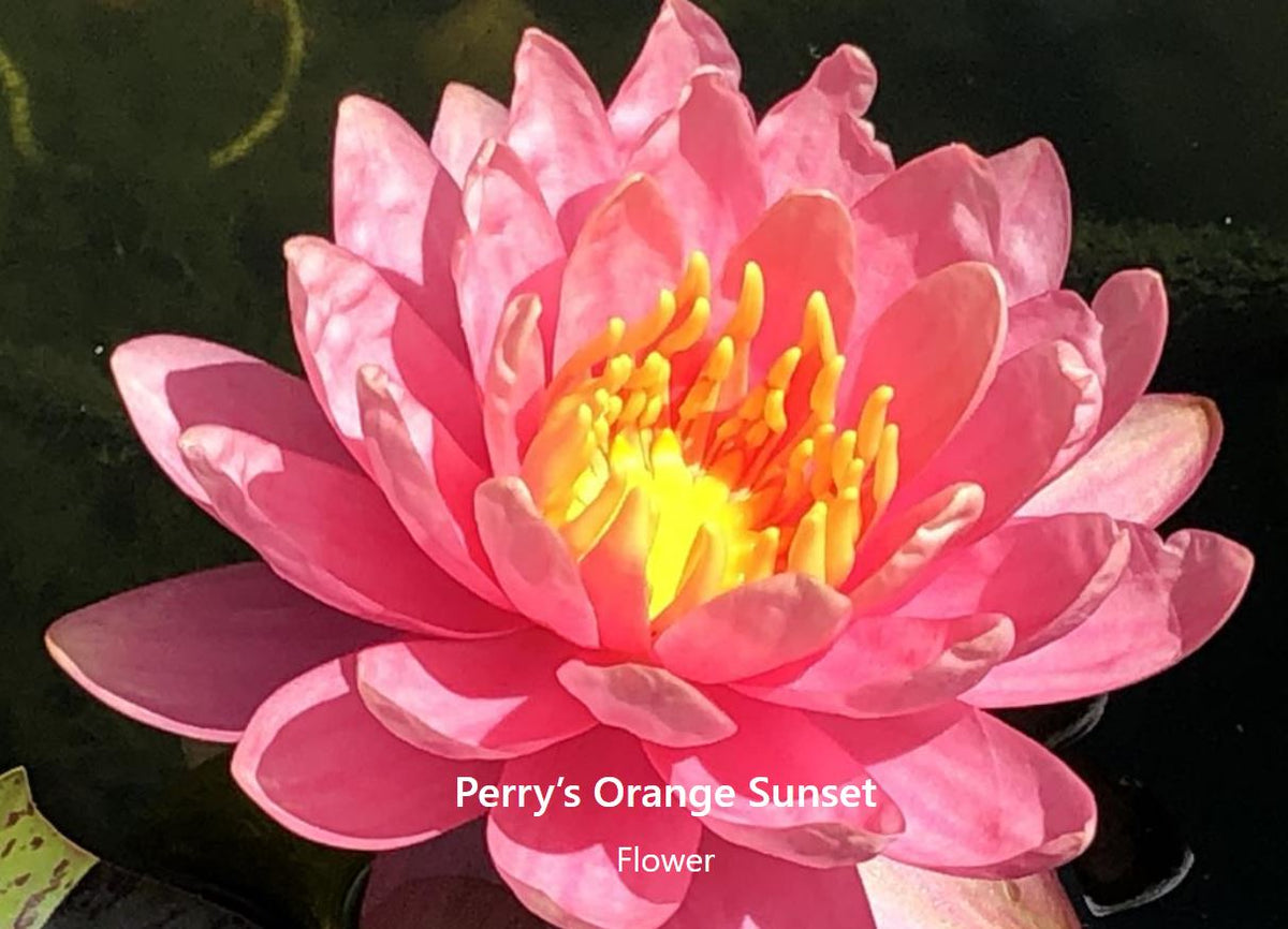 Perry's Orange Sunset – Pond Plants of America
