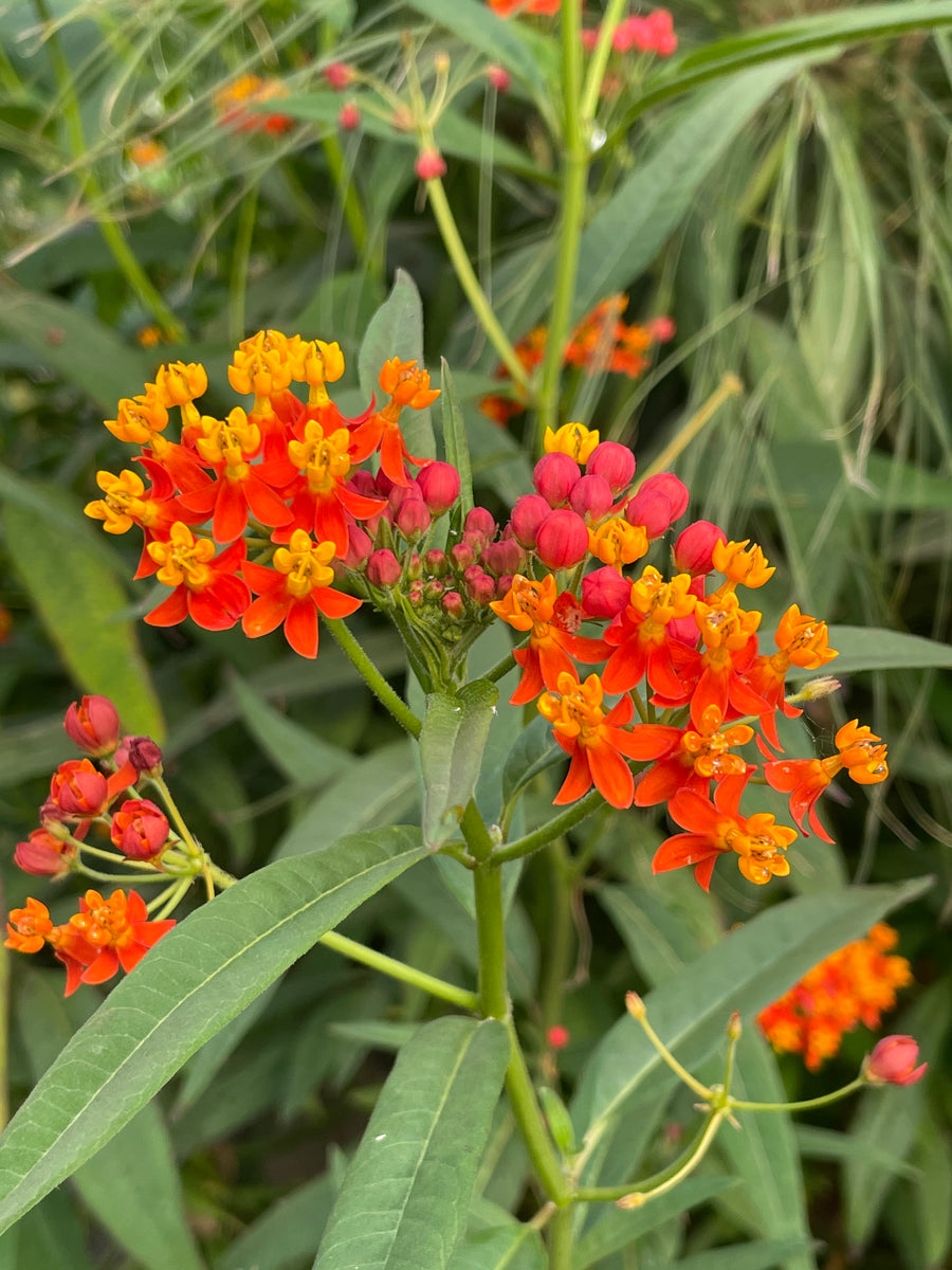 Asclepias curassavica "Mexican Butterfly Plant" – Pond Plants of America
