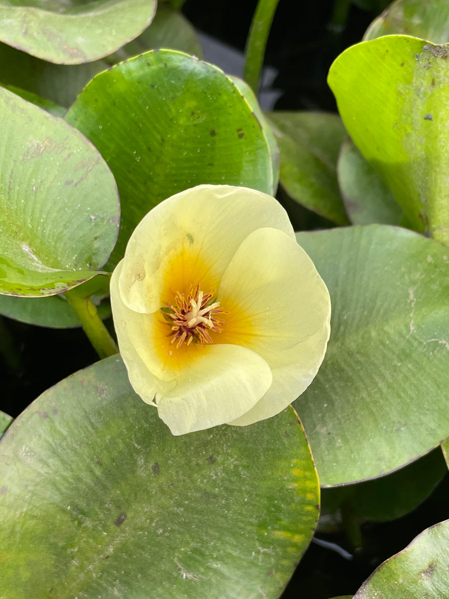 Hydrocleys nymphoides "Venezuelan Poppy" – Pond Plants of America