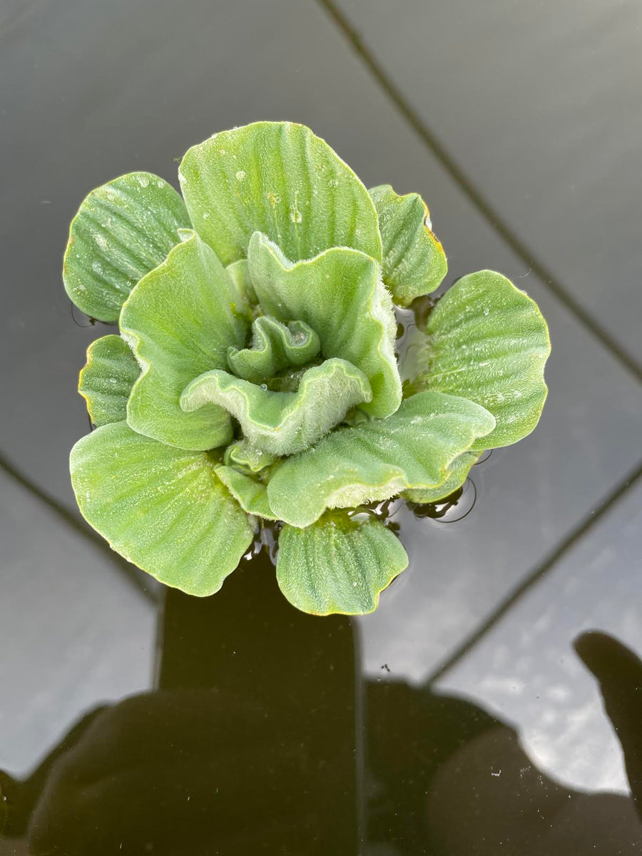 Pistia stratiotes "Rosette Water Lettuce" – Pond Plants of America