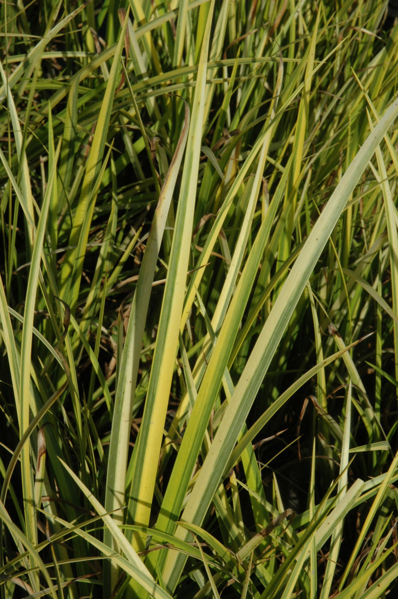 Acorus calamus 'Variegata' (Varigated Sweet Flag) – Pond Plants of America