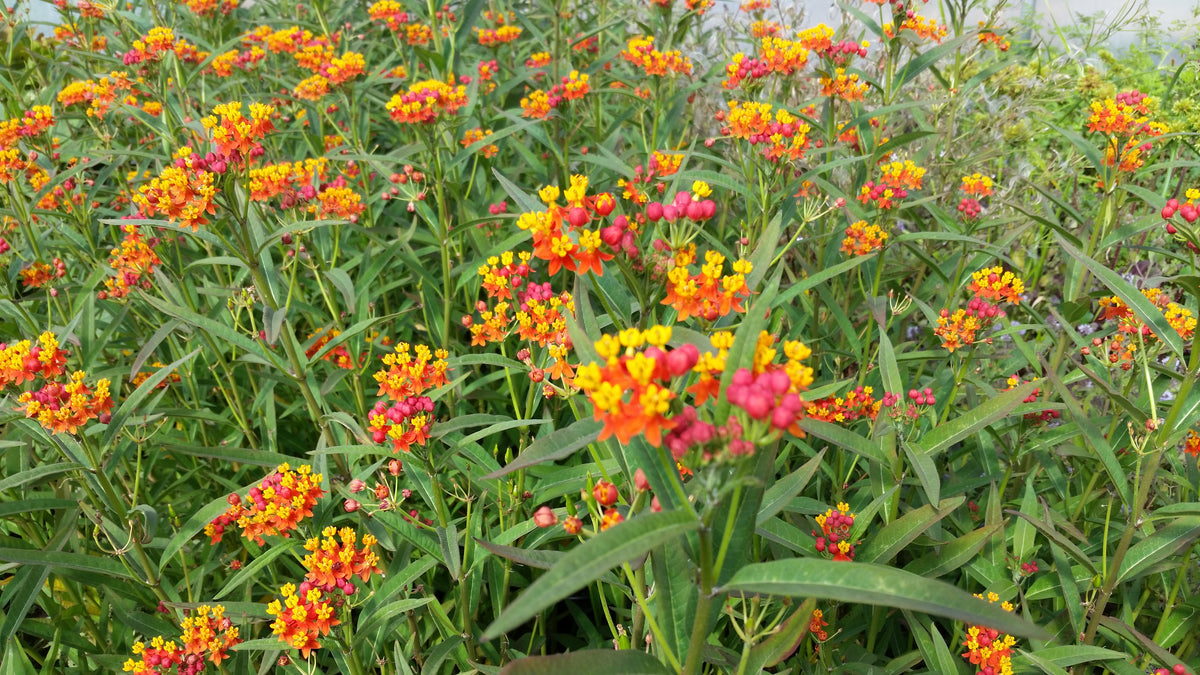 Asclepias curassavica "Mexican Butterfly Plant" – Pond Plants of America