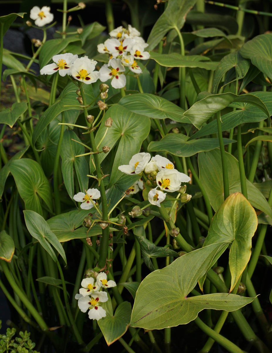 Sagittaria montevidensis "Aztec Arrowhead" – Pond Plants of America