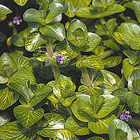 Bacopa lenagera "Variegated Bacopa" – Pond Plants of America
