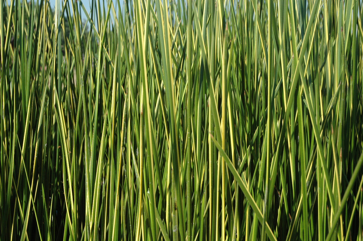 Baumea rubiginosa 'Variegata' (Striped Rush) – Pond Plants of America