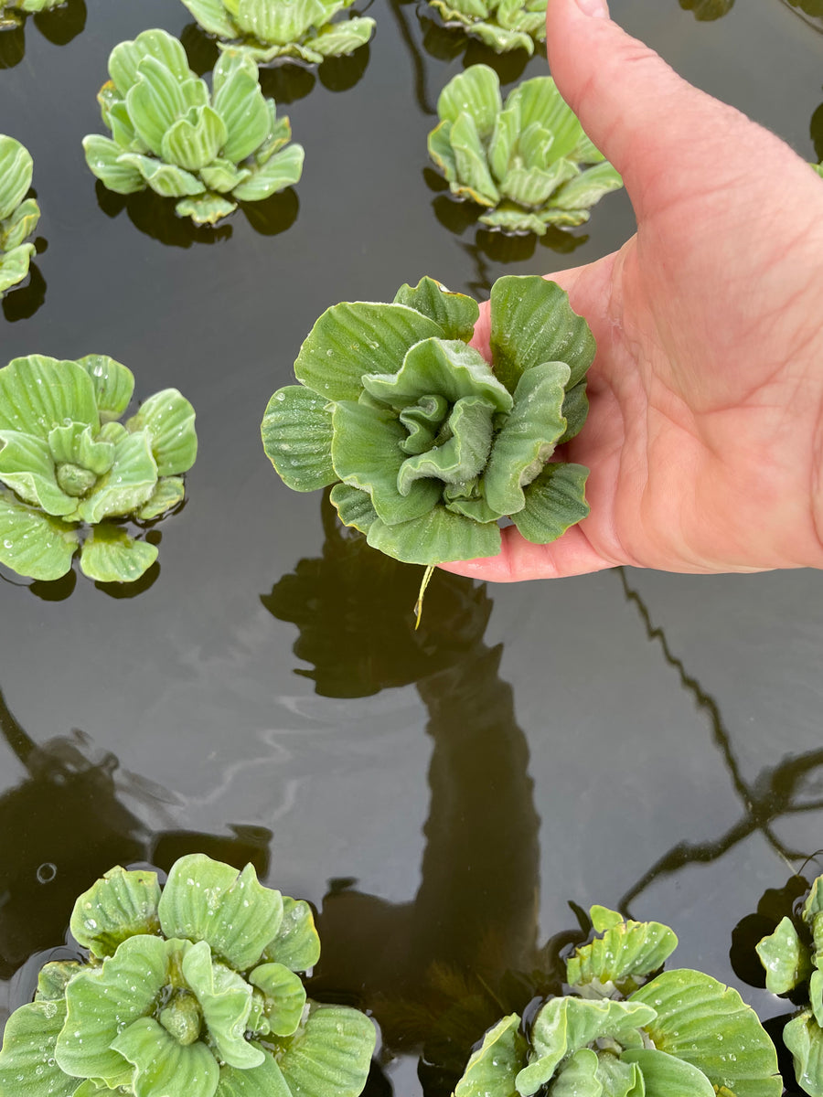 Pistia Stratiotes