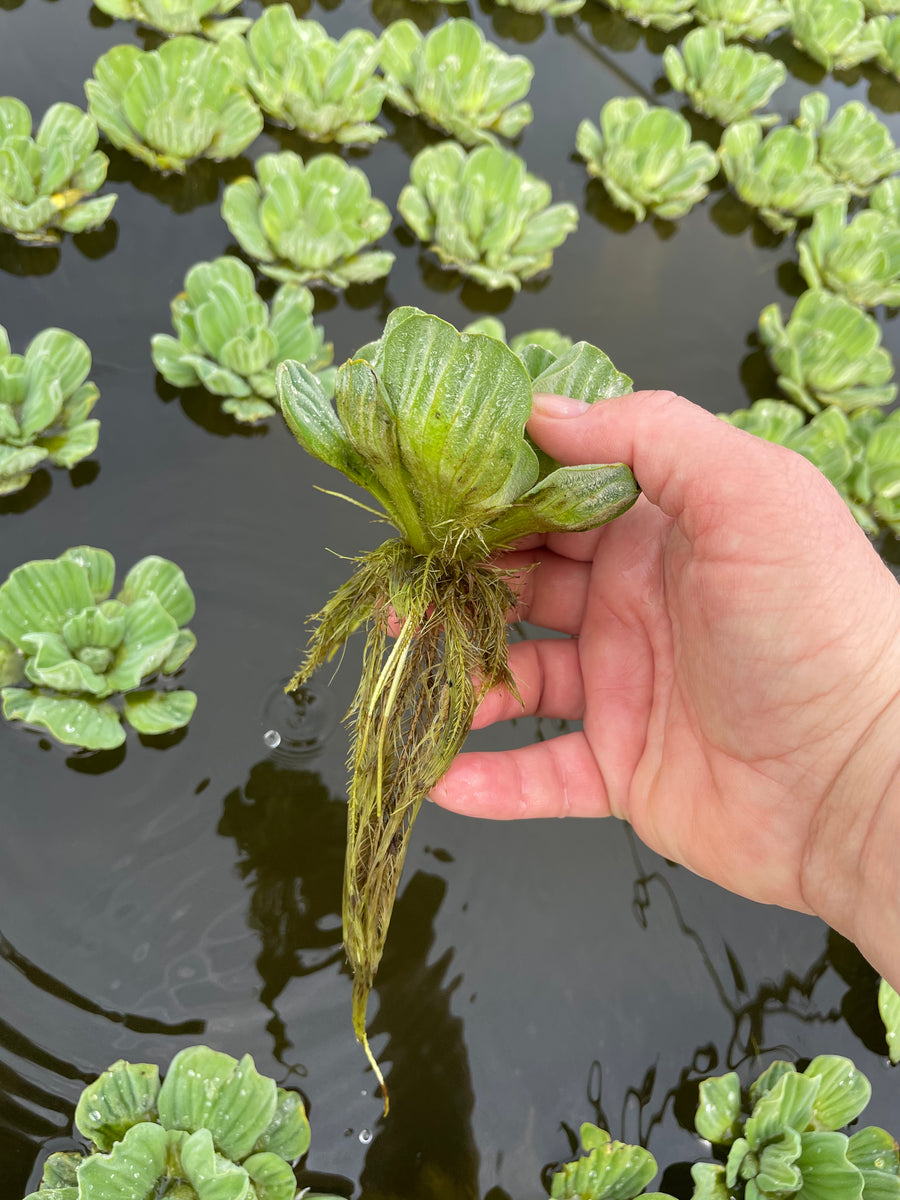Pistia stratiotes "Rosette Water Lettuce" – Pond Plants of America