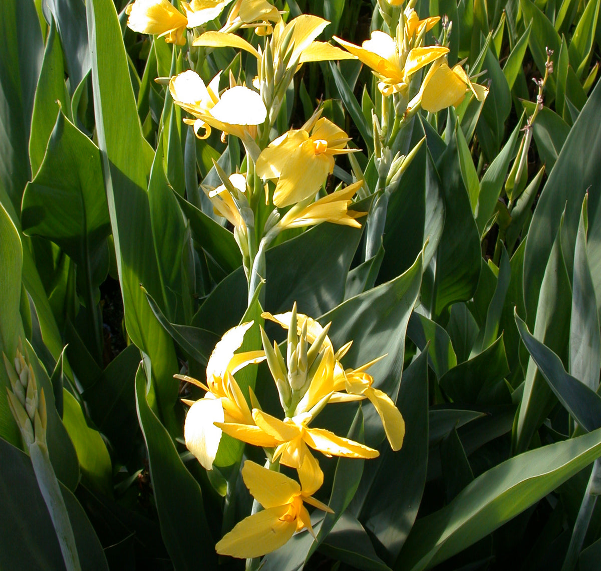 Canna Longwood "Ra" – Pond Plants of America