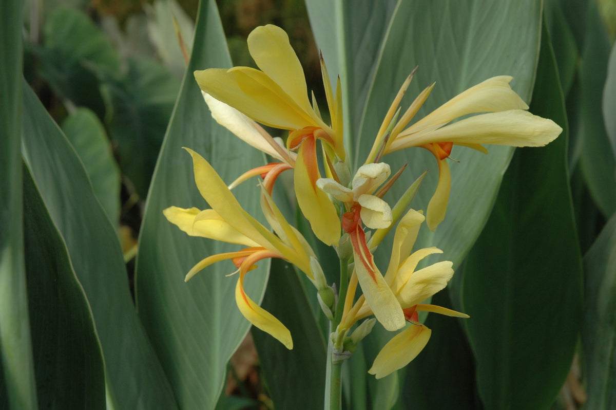 Canna "Paton" – Pond Plants of America