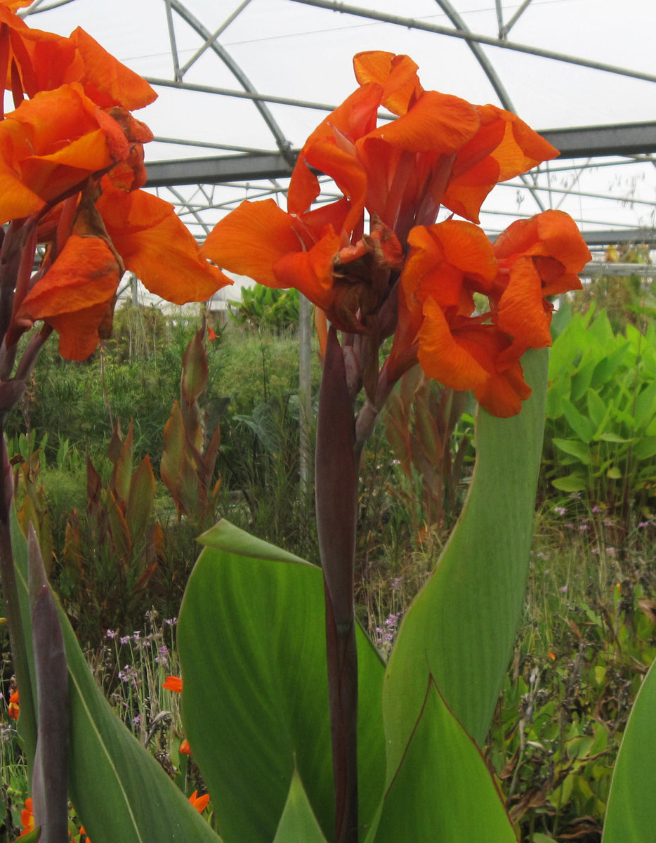 Canna Plant