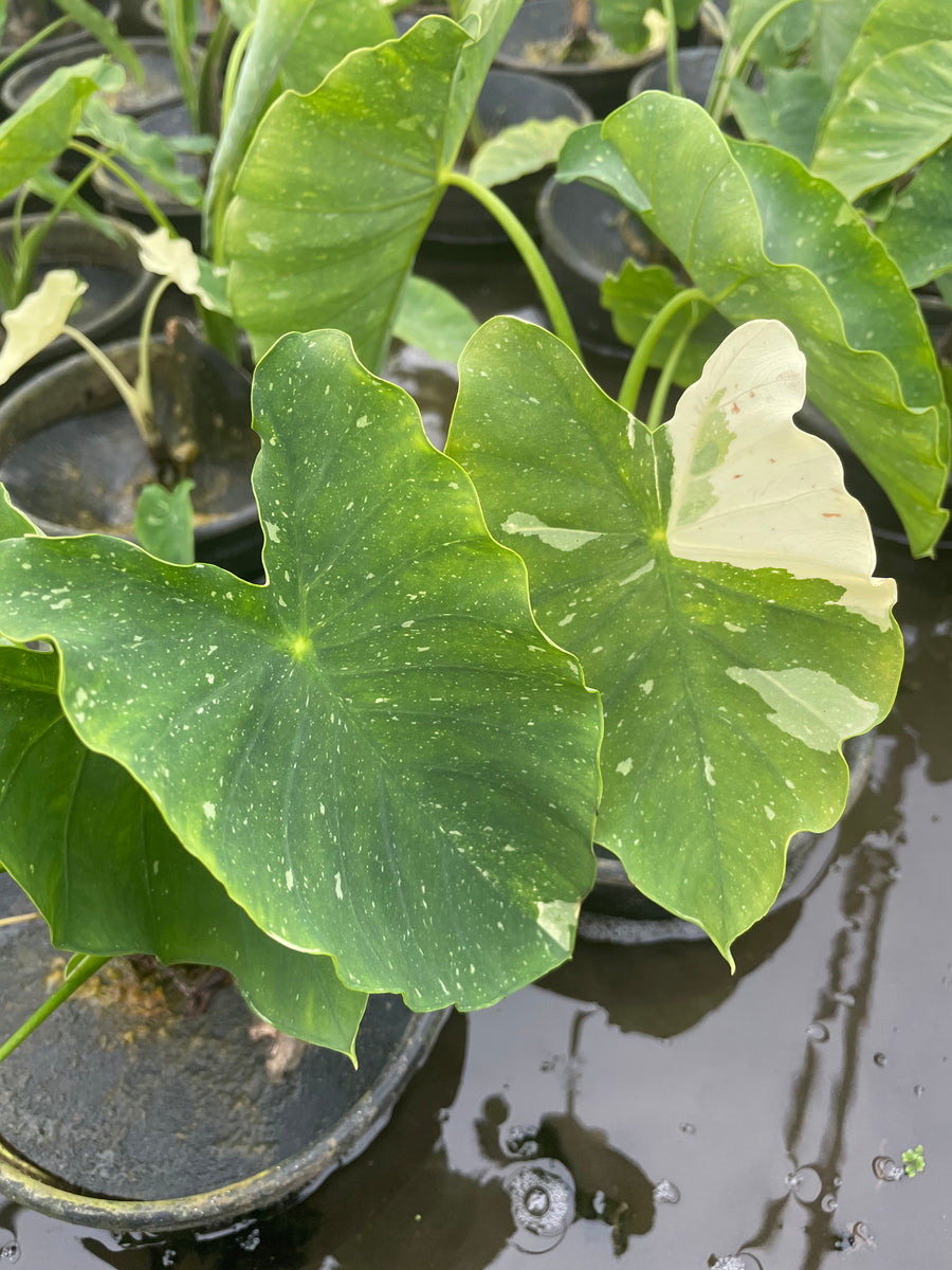Colocasia esculenta "Elepaio" (Varigated Taro) – Pond Plants of America