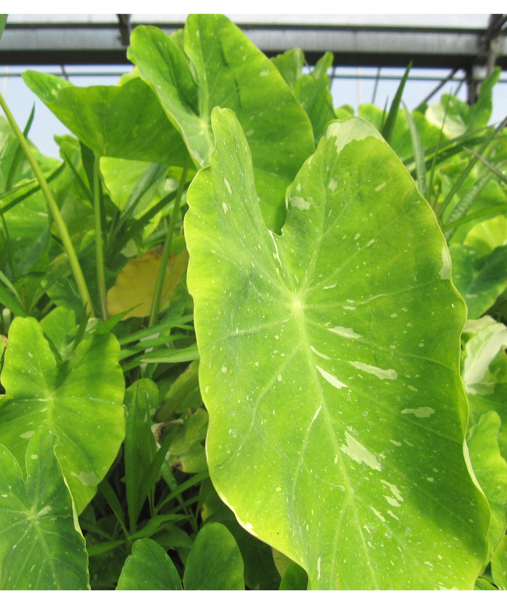 Colocasia esculenta "Elepaio" (Varigated Taro) – Pond Plants of America