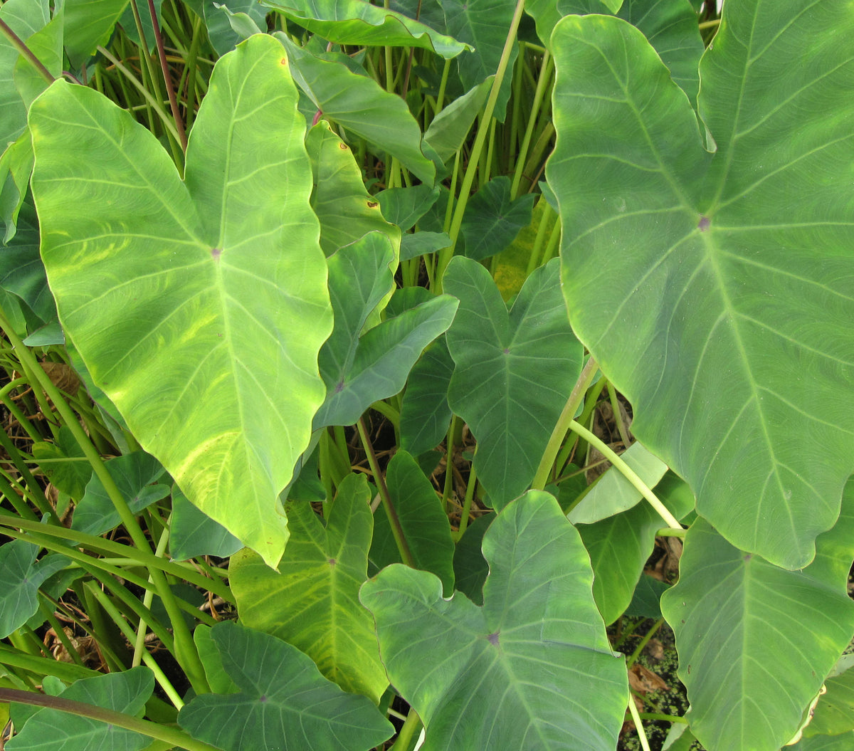 Colocasia esculenta (green taro) – Pond Plants of America
