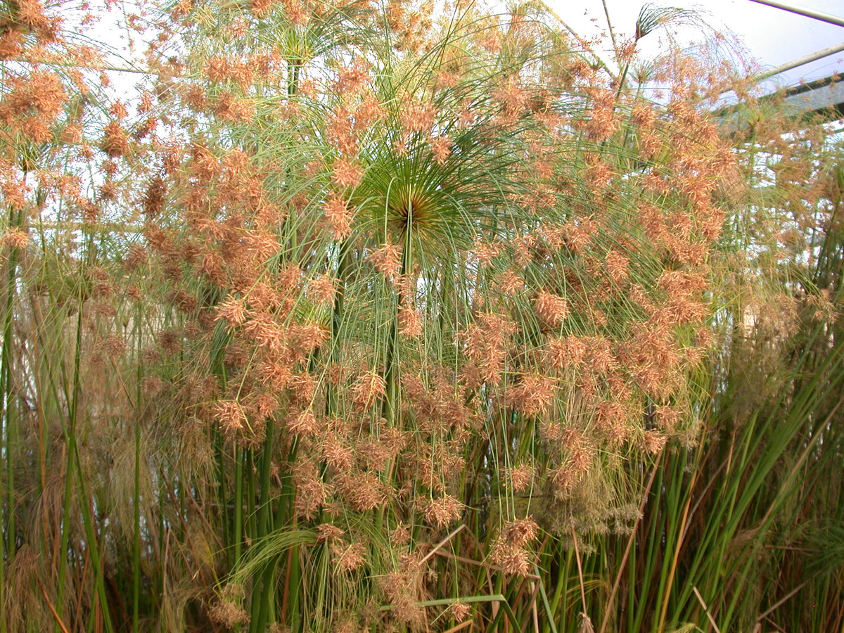 Cyperus haspan "Dwarf Papyrus" – Pond Plants of America