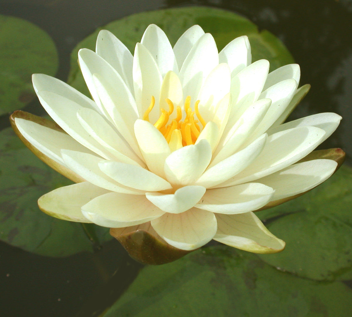 Denver - Yellow Hardy Lily – Pond Plants of America