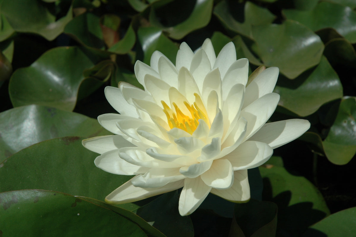 Denver - Yellow Hardy Lily – Pond Plants of America
