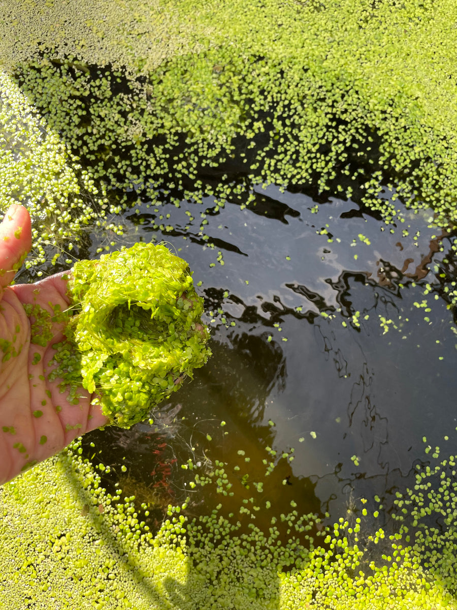Lemnaceae "Duckweed" – Pond Plants of America