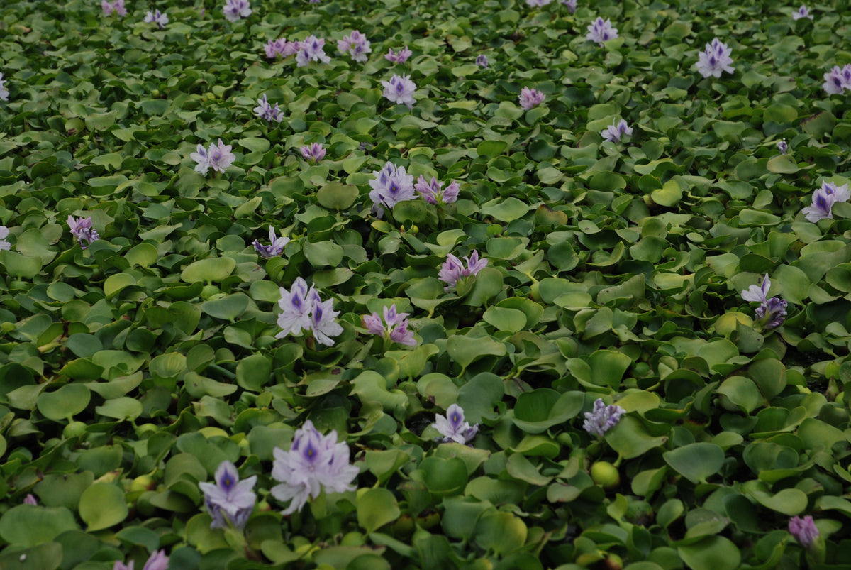 Water Hyacinth Pond