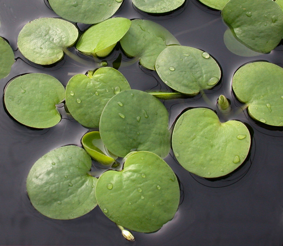 Frogbit