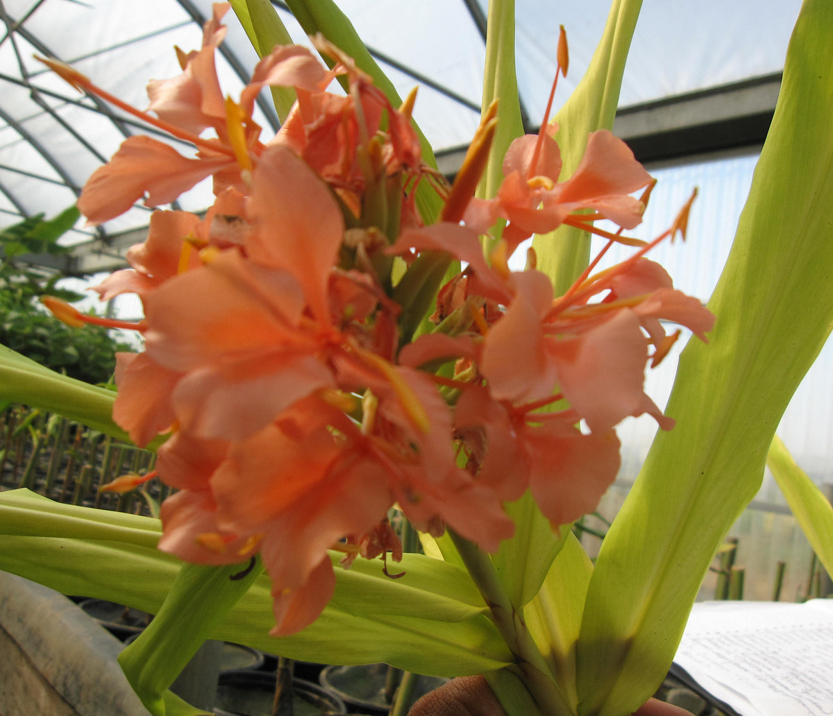Hedychium "Elizabeth" (Pink Butterfly Ginger) – Pond Plants of America
