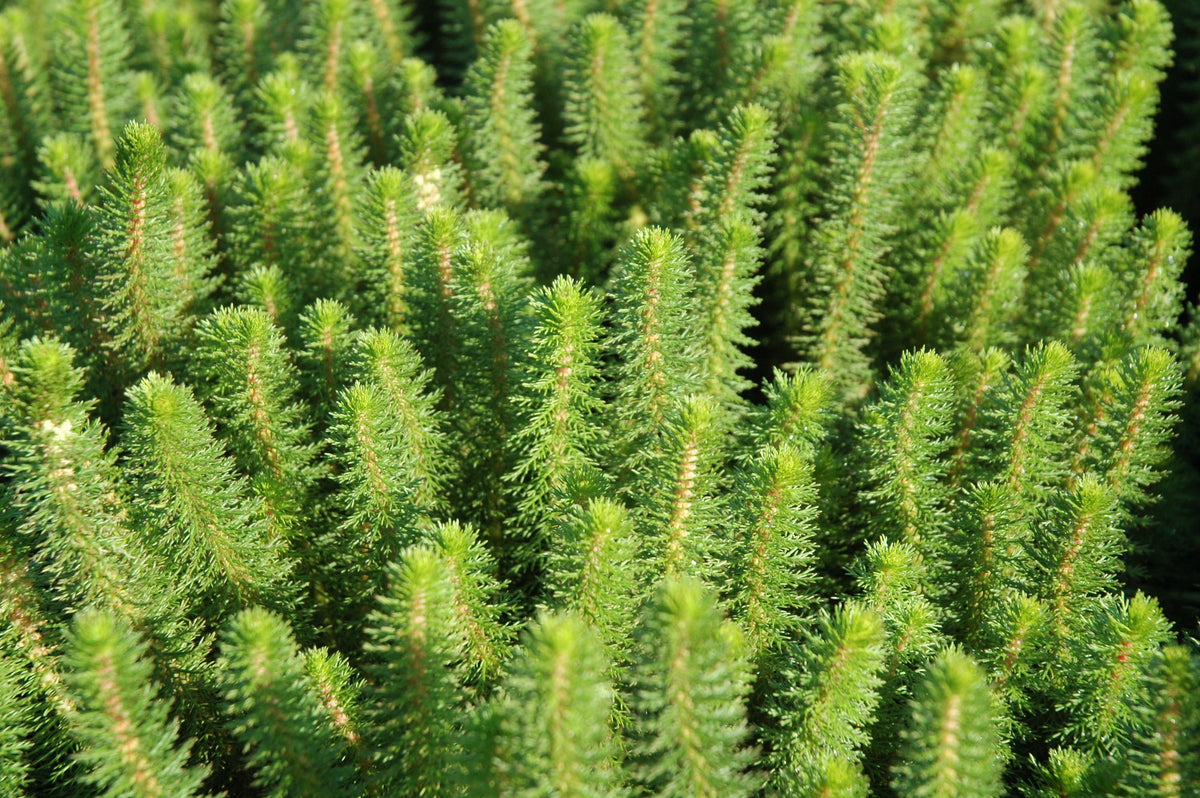 Hippuris ssp. "Feathery Mares Tail" – Pond Plants of America