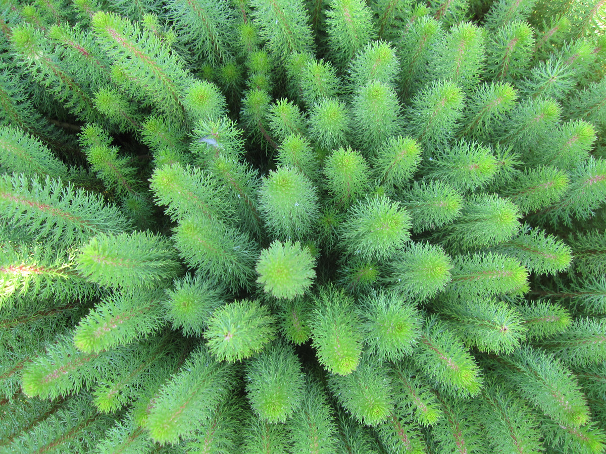 Hippuris ssp. "Feathery Mares Tail" – Pond Plants of America