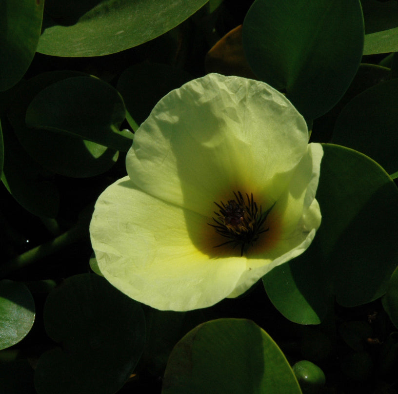 Hydrocleys Nymphoides "Water Poppy" – Pond Plants of America