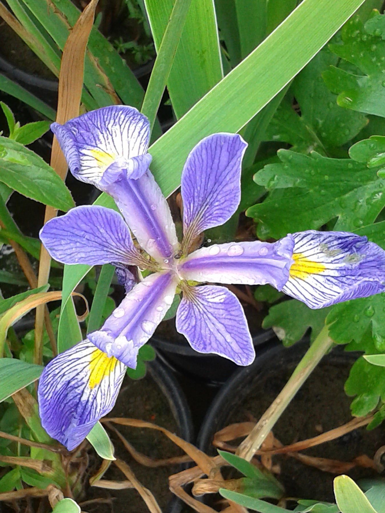 Iris Versicolor "Blue Flag" – Pond Plants of America