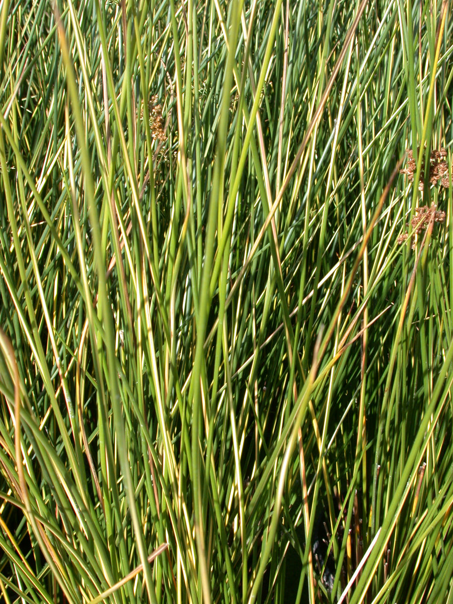 Juncus effuses "Gold Strike Rush" – Pond Plants of America