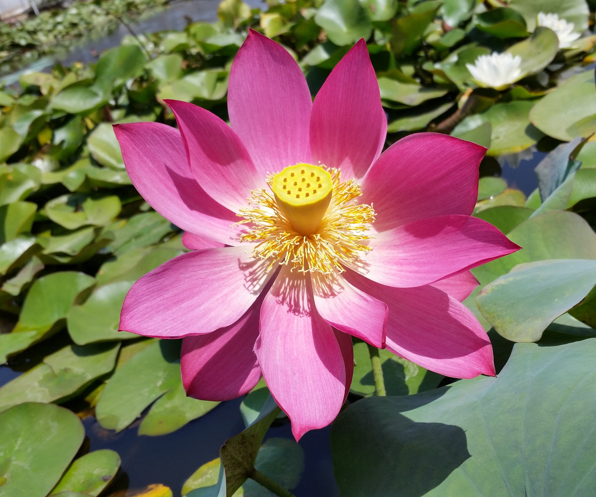 Titan - Lotus – Pond Plants of America