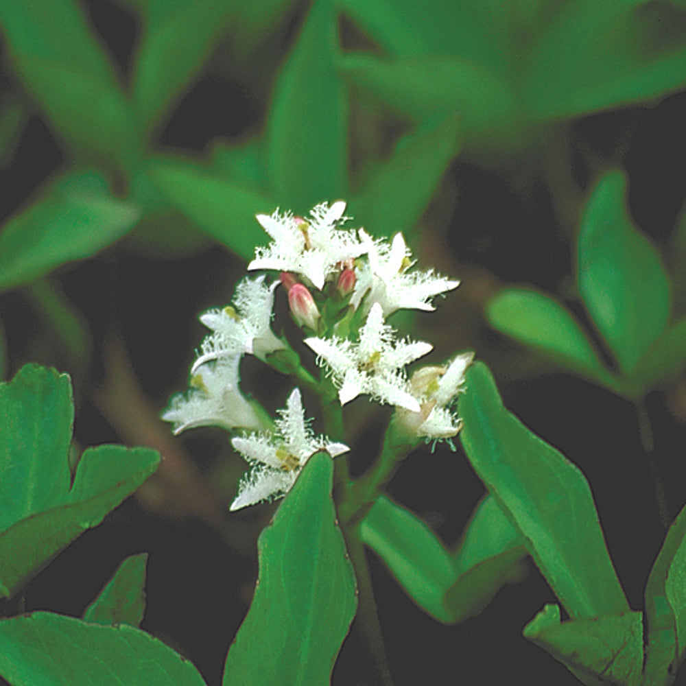 Menyanthes Trifoliata "Bog Bean" – Pond Plants of America
