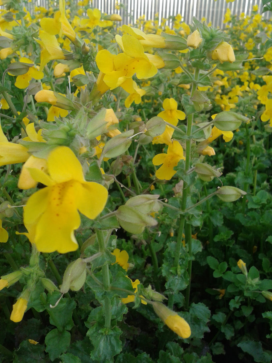 Mumulus Guttatus "Yellow Monkeyflower" – Pond Plants of America