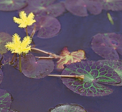 Nymphoides geminata "Yellow Snowflake" – Pond Plants of America