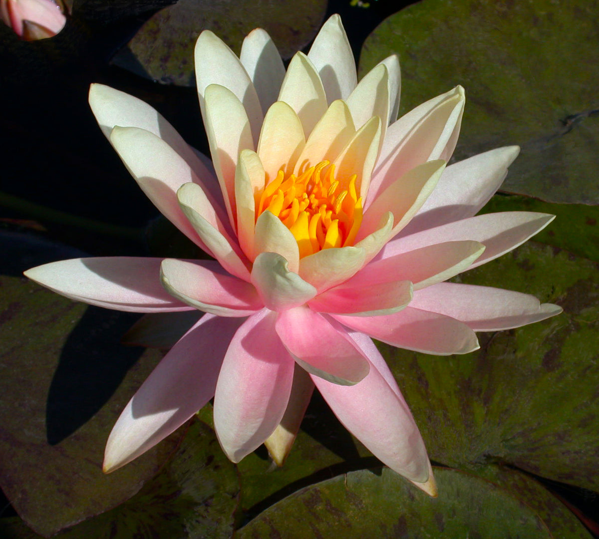 Pink Grapefruit - Pink Hardy Lily – Pond Plants of America