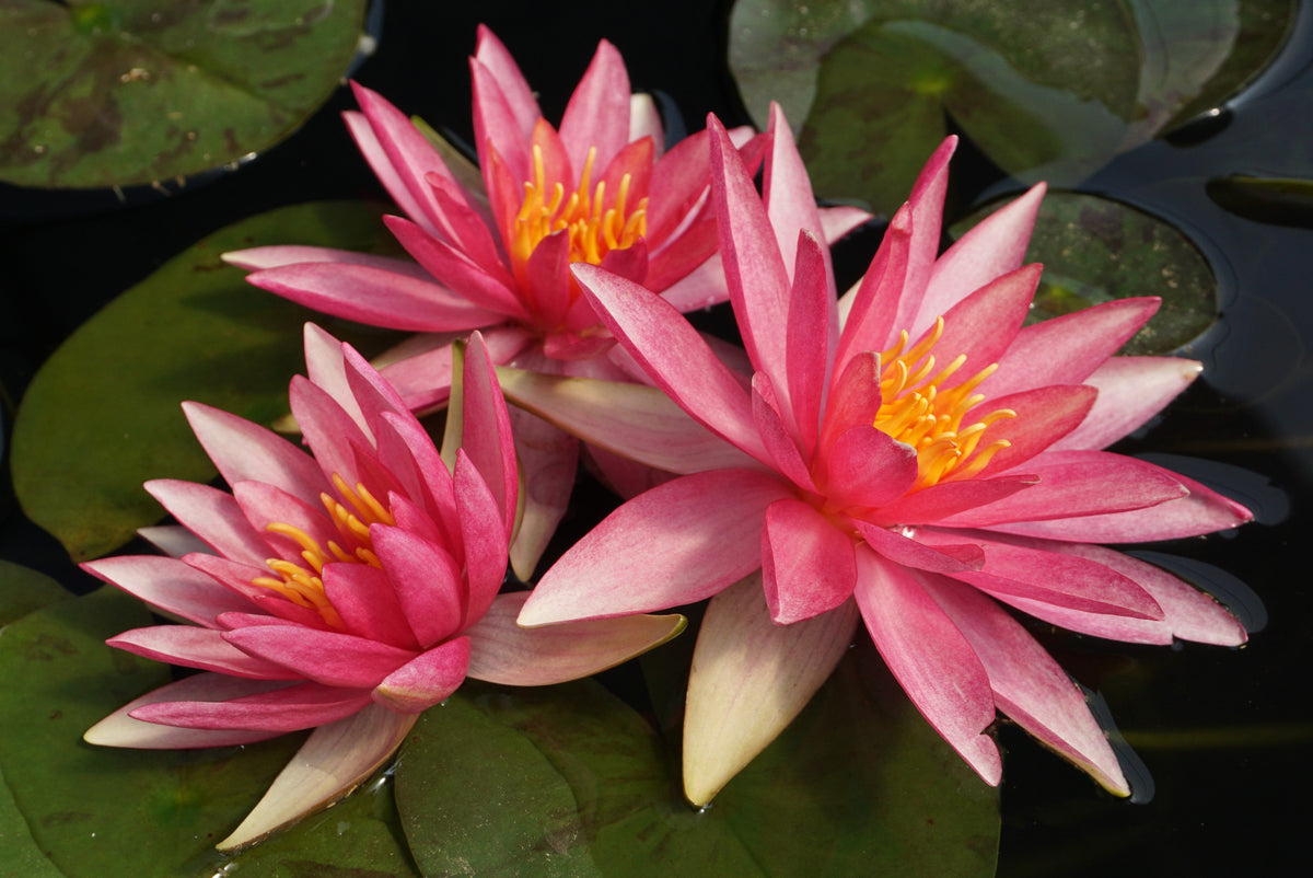 Pink Sparkle - Hardy Lily – Pond Plants of America