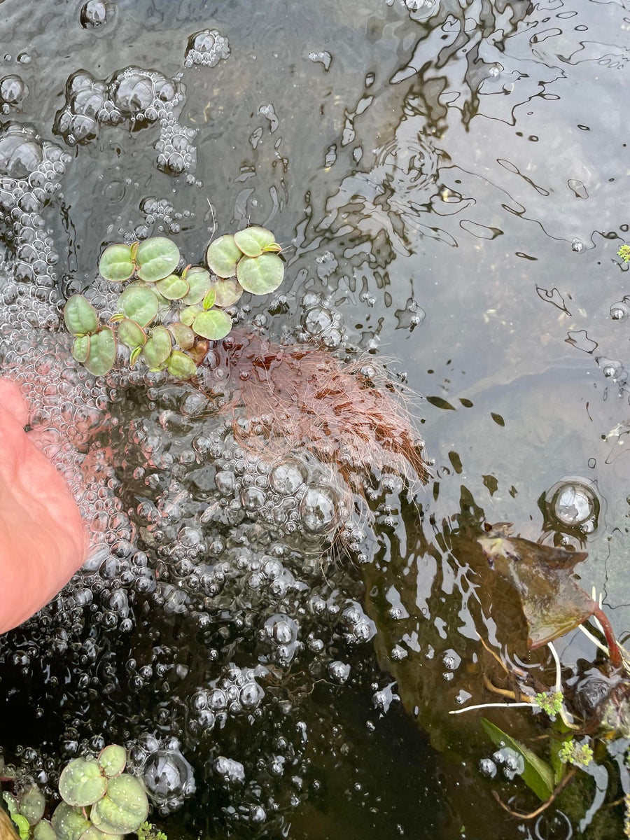 "Red Root Floater" – Pond Plants of America