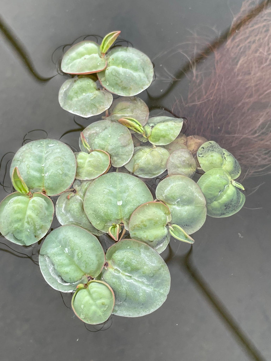 "Red Root Floater" – Pond Plants of America