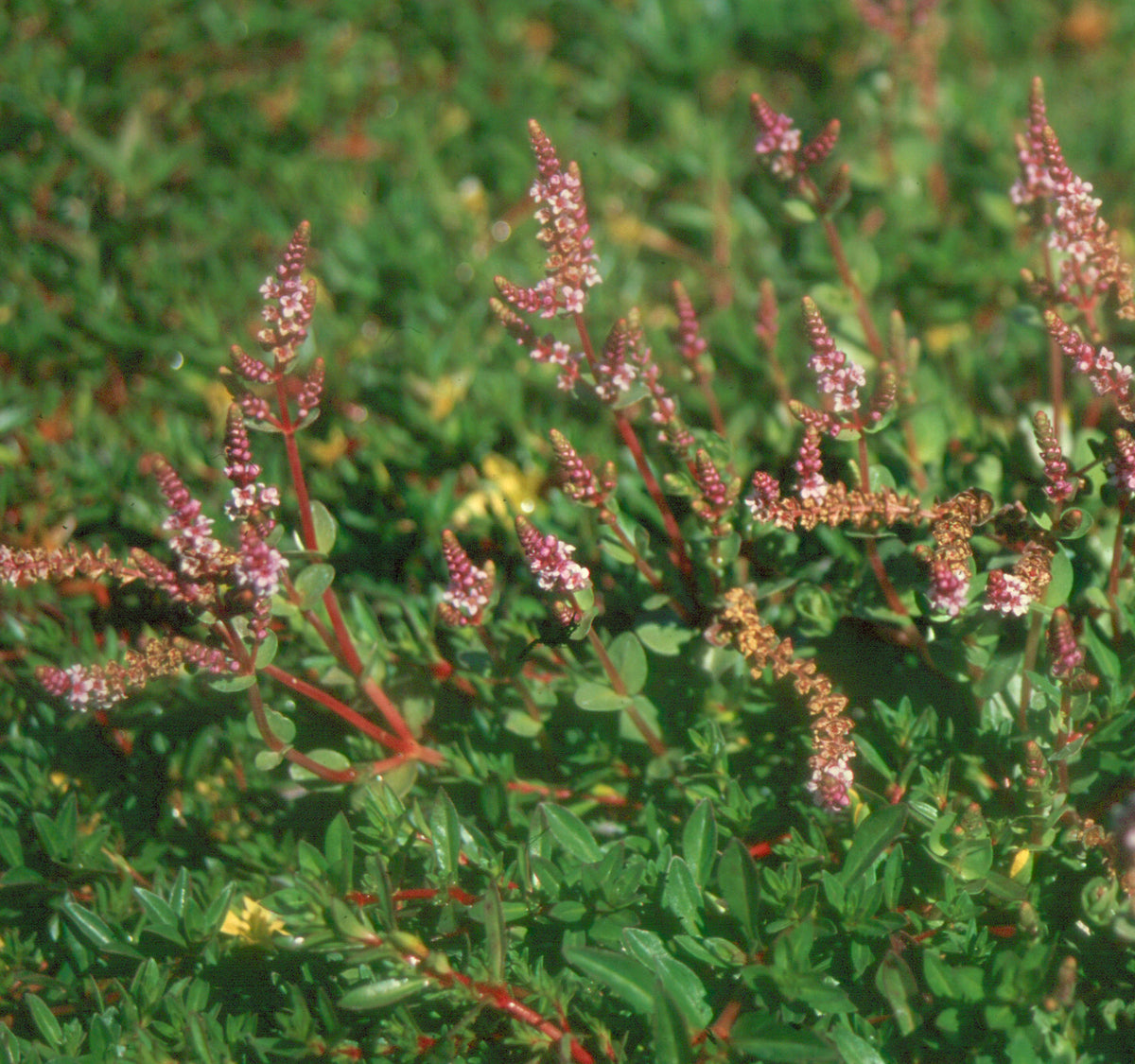 Rotala indica "Pink Sprite" – Pond Plants of America