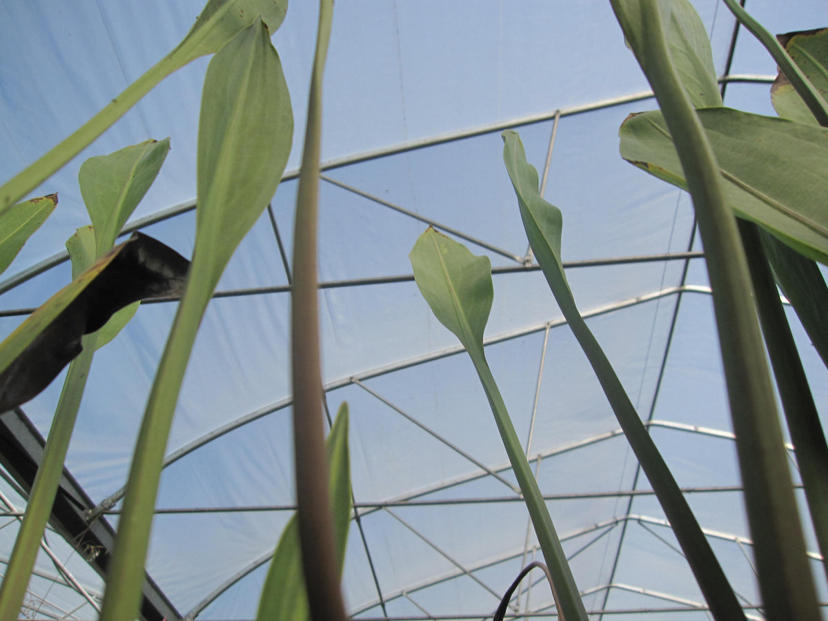 Sagittaria Lancifolia "Ruminoides" (Red Stem Sagittaria) – Pond Plants ...