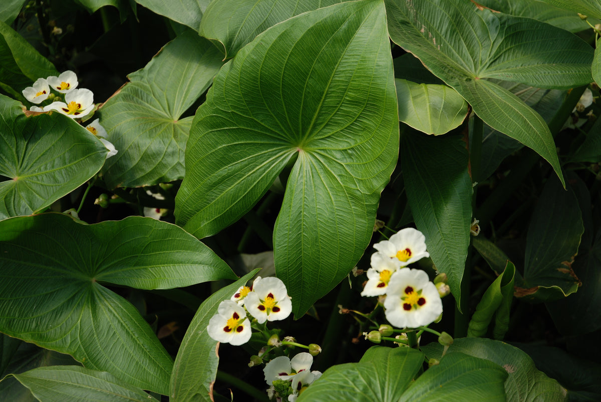 Arrowhead Plant Flower