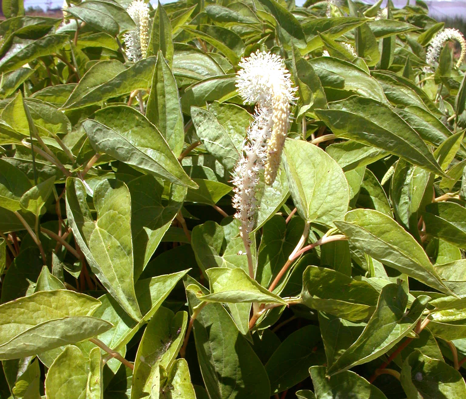 Saururus cernuus "Lizard Tail" – Pond Plants of America