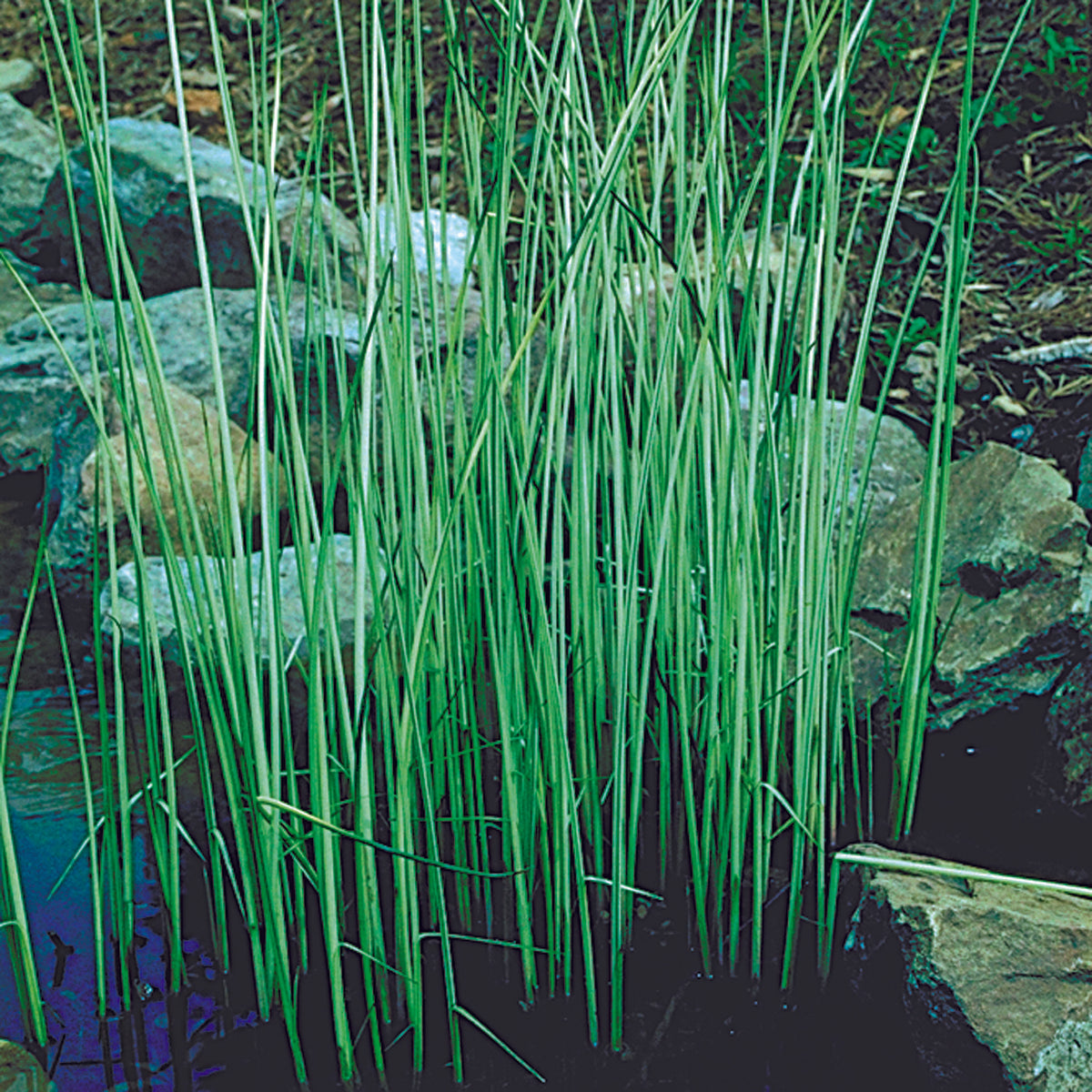 Scirpus 'Albescens' (White Rush) – Pond Plants of America