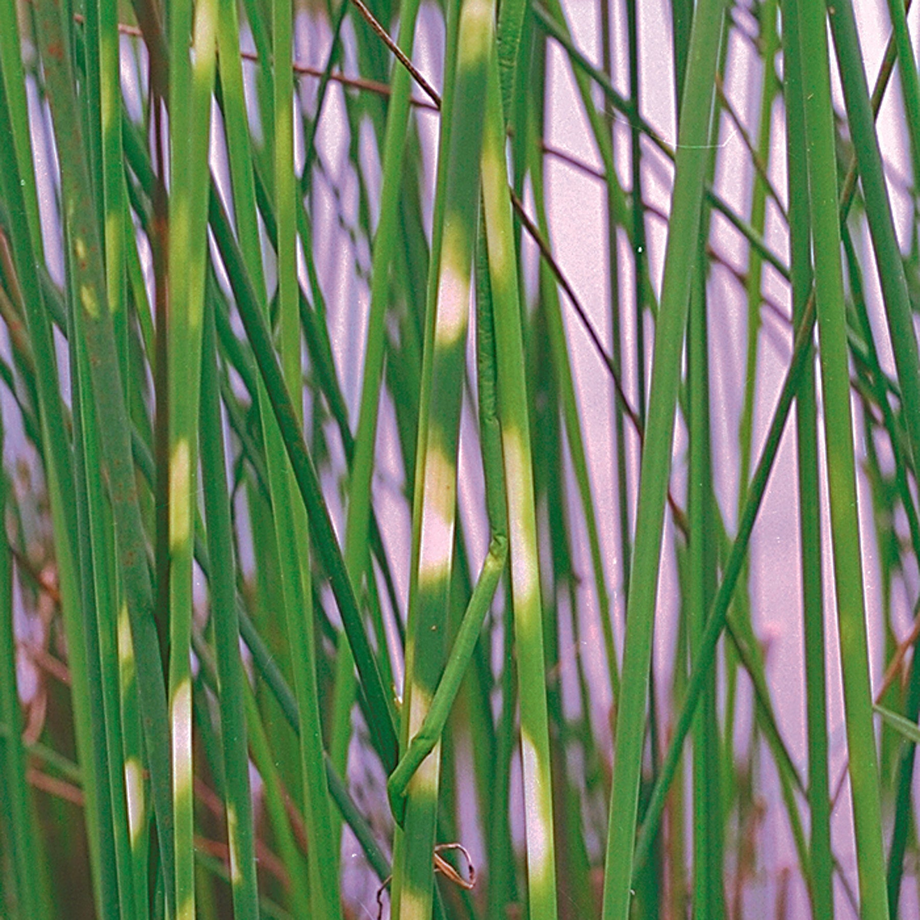 Scirpus 'Zibrinus' (Zebra Rush) – Pond Plants of America