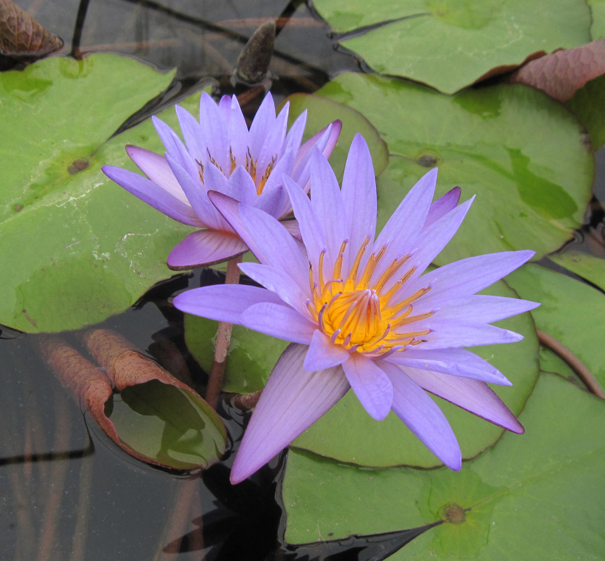 Teri Dunn - Day Blooming Tropical Lily – Pond Plants of America