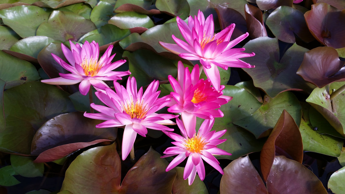 Tropic Star (Hybrid) Hardy-Tropical Lily – Pond Plants of America