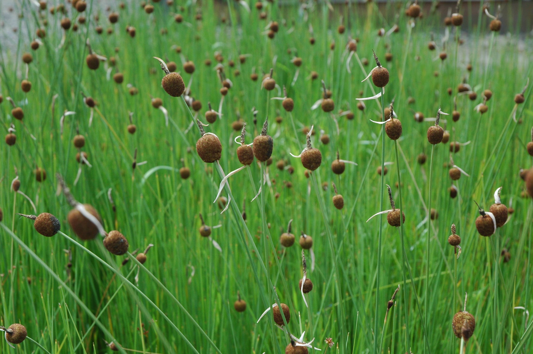 Typha minima "Europa" (Micro Miniature Cattail) – Pond Plants of America